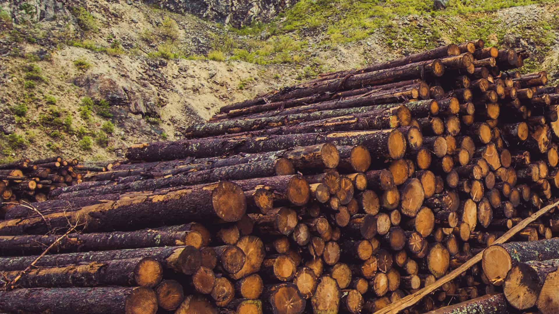 Softwood Forest Products Buyer | Miller Wood Trade Publications