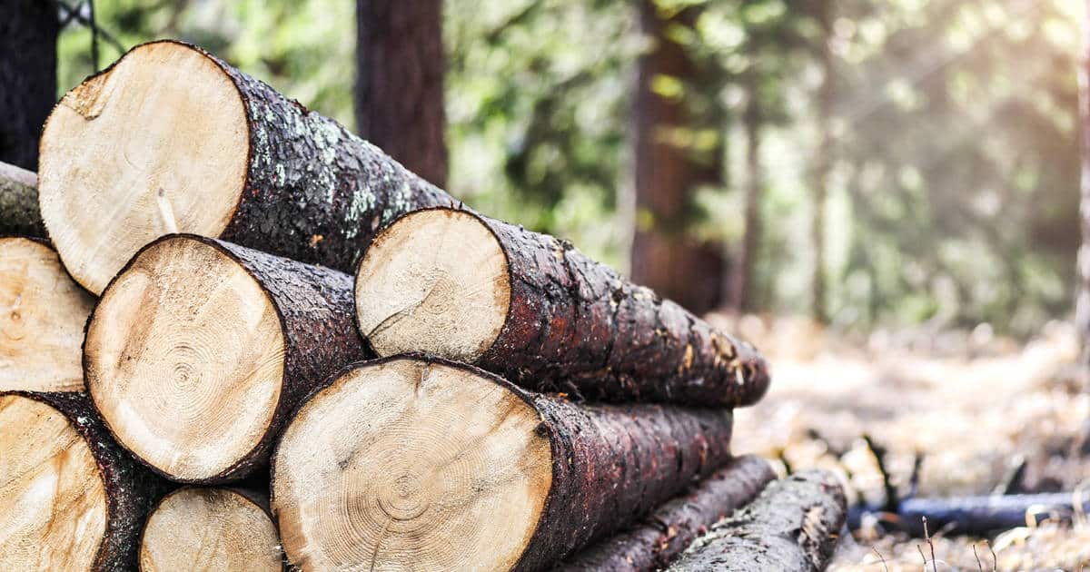 Softwood Industry Met with Success in 2020 – Despite the Pandemic ...