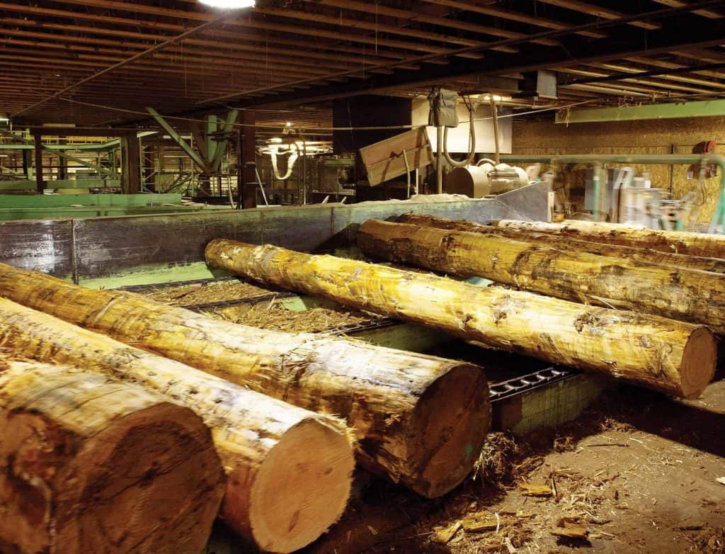 Humboldt Sawmill Is Reintroducing America To A Storied Wood Species ...