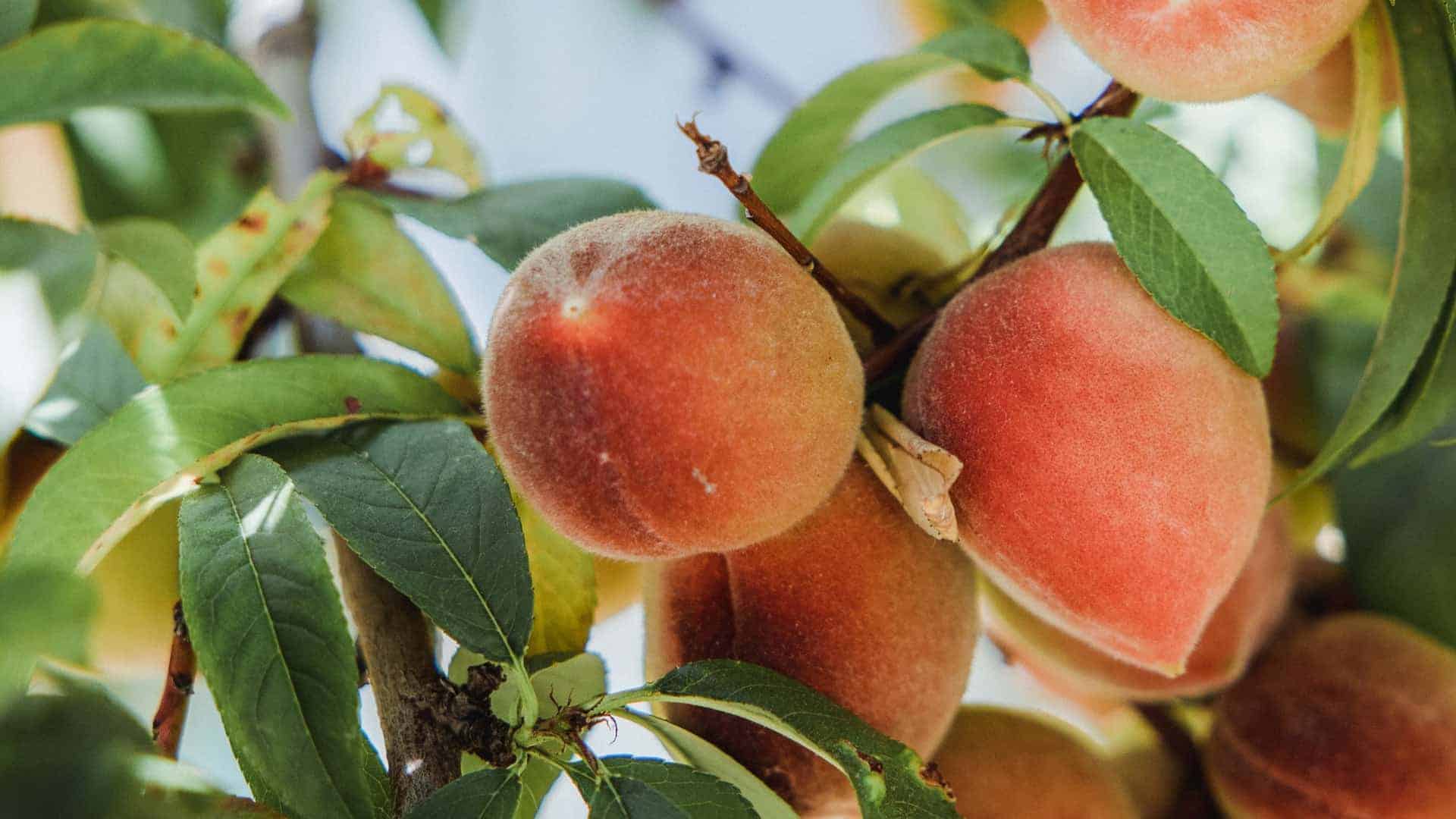 NWFA/NOFMA Manufacturing Standards | Miller Wood Trade Publications