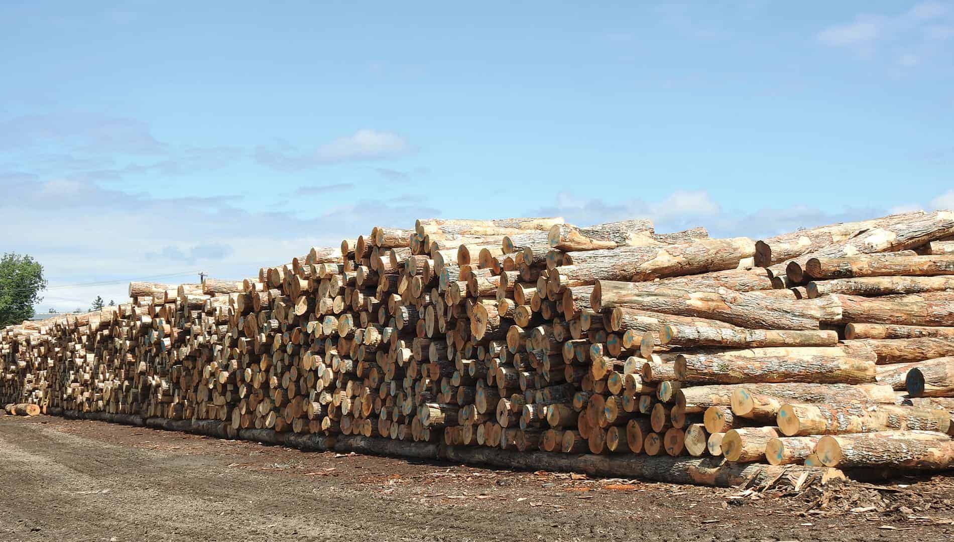 Maine Woods: Doing What’s Right For The Forest | Miller Wood Trade ...