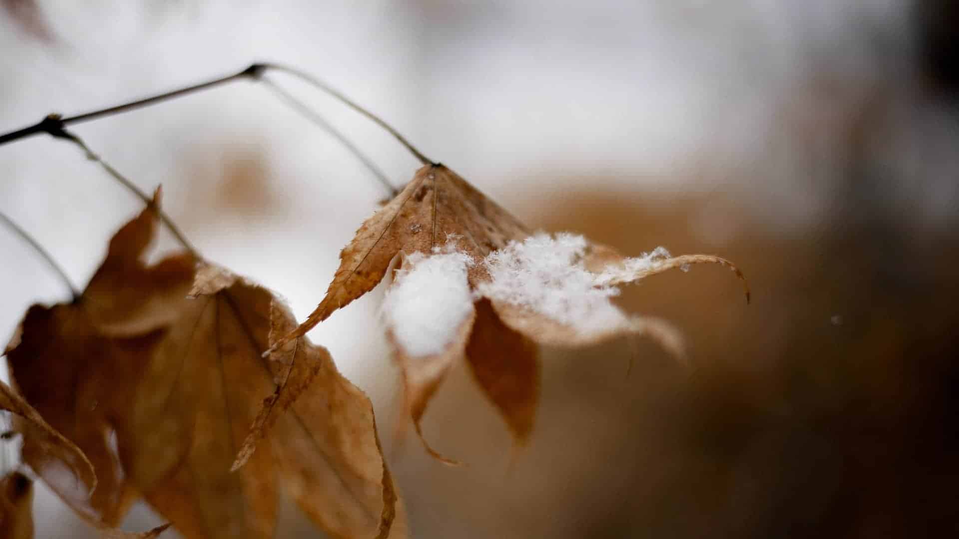 Who's Who – December 2022 | Miller Wood Trade Publications