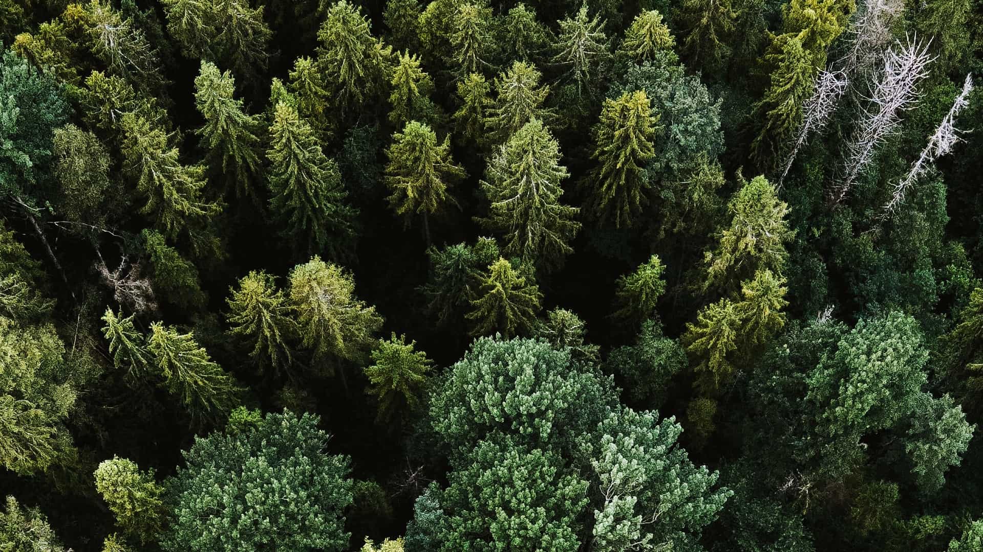 The Importance Of Market Diversification For U.S. Forest Products ...