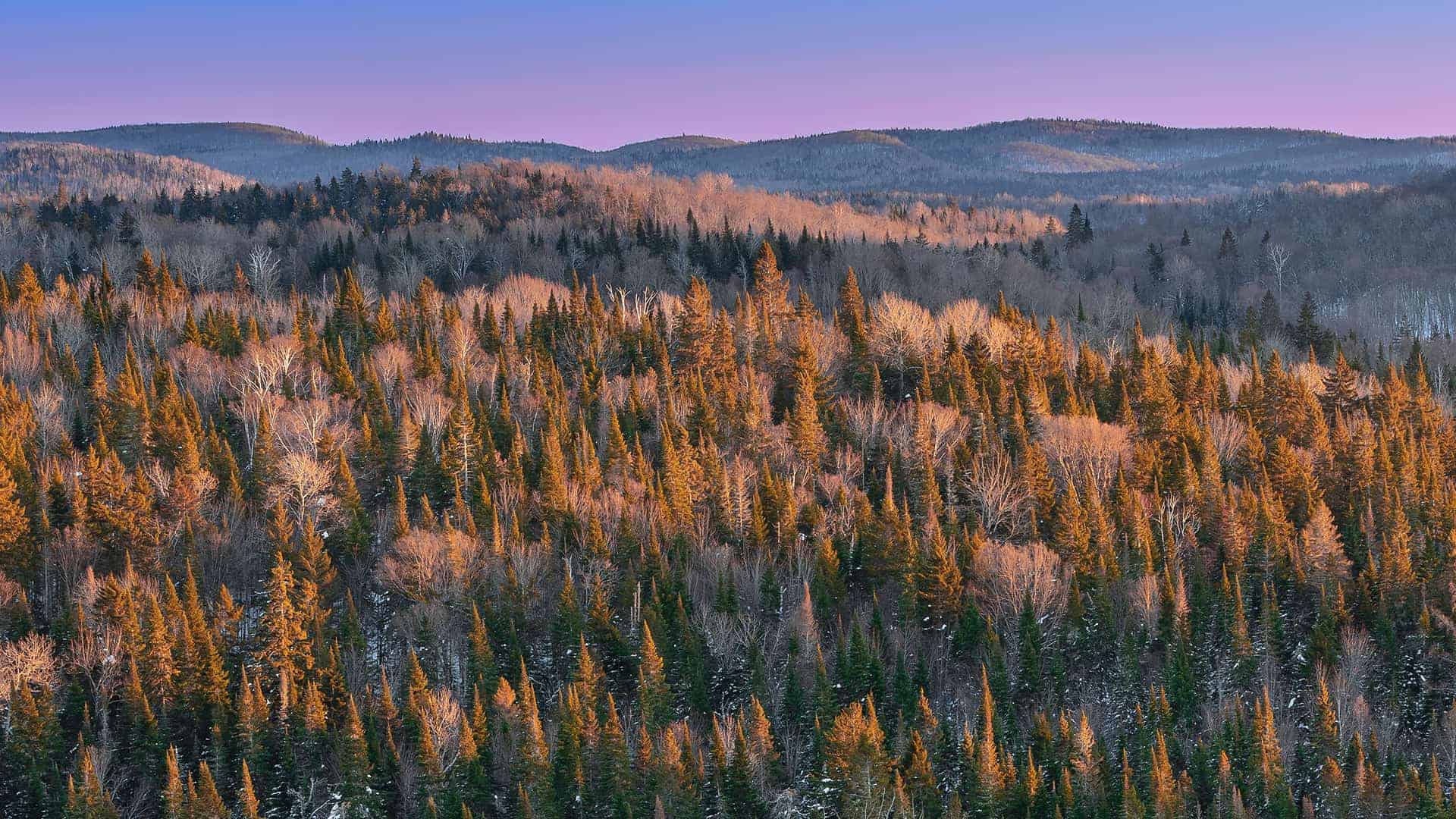 Quebec Business Trends – November 2023 | Miller Wood Trade Publications