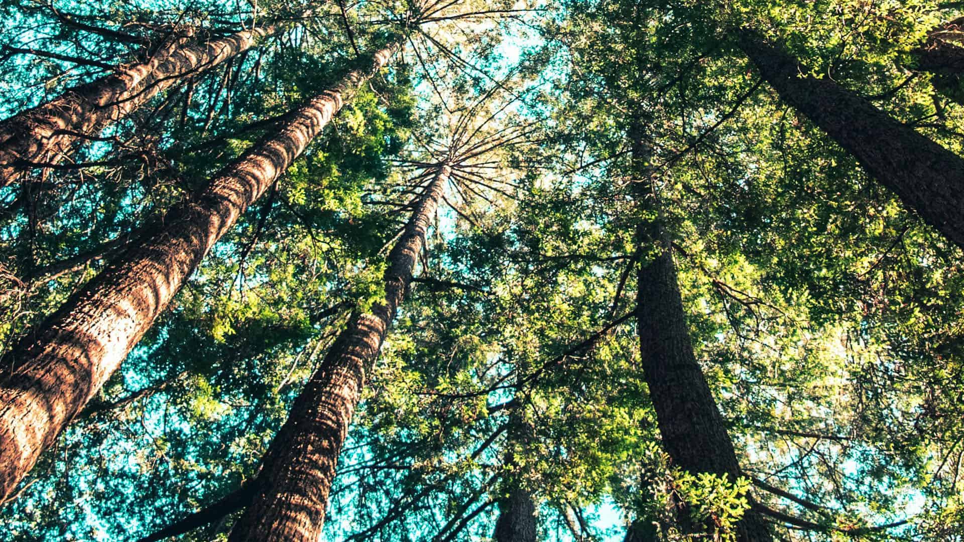 Bid Group Becomes Comact: Pioneering The Future Of Wood Processing ...