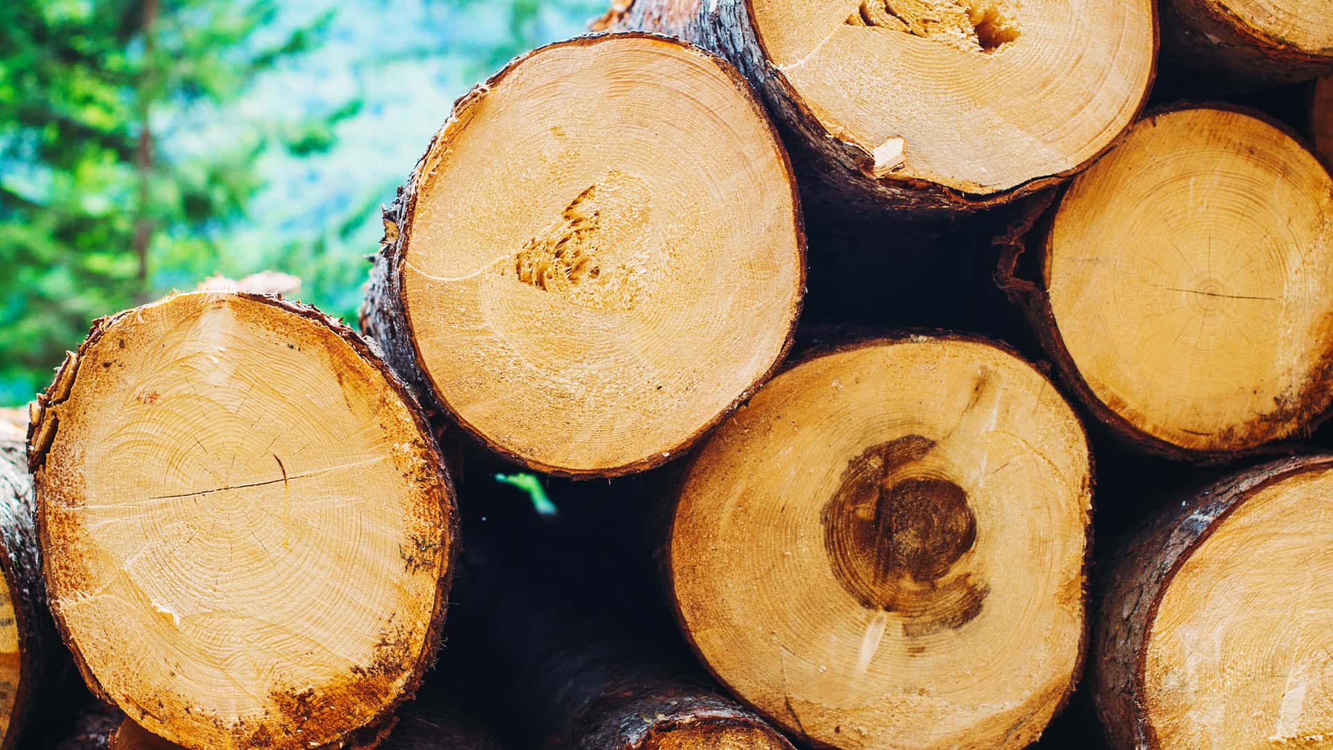 The Southern Forest Products Association Looks At Southern Pine Exports ...
