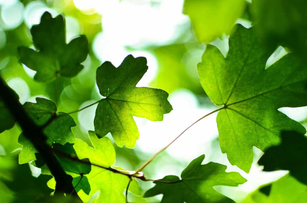 Lumber Forecasts For 2025 | Miller Wood Trade Publications