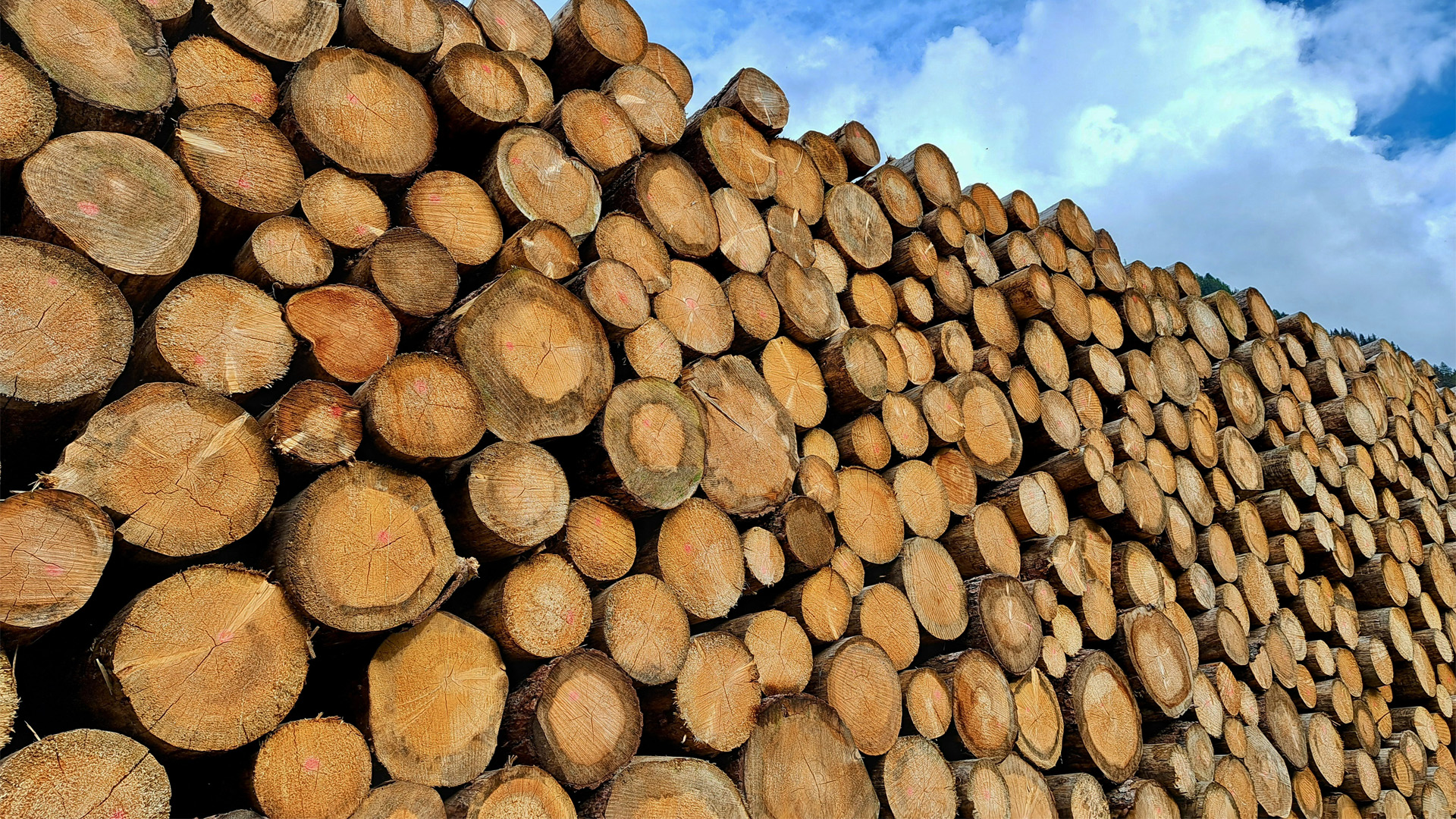 Department Of Agriculture Seeks To Increase Timber Production By ...