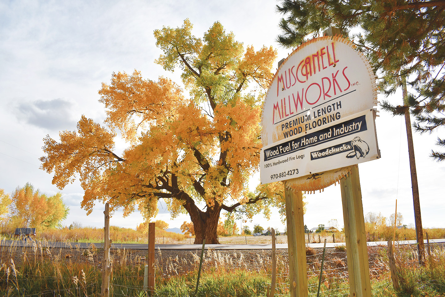 The Science Behind Pressure-Treated Wood | Miller Wood Trade Publications