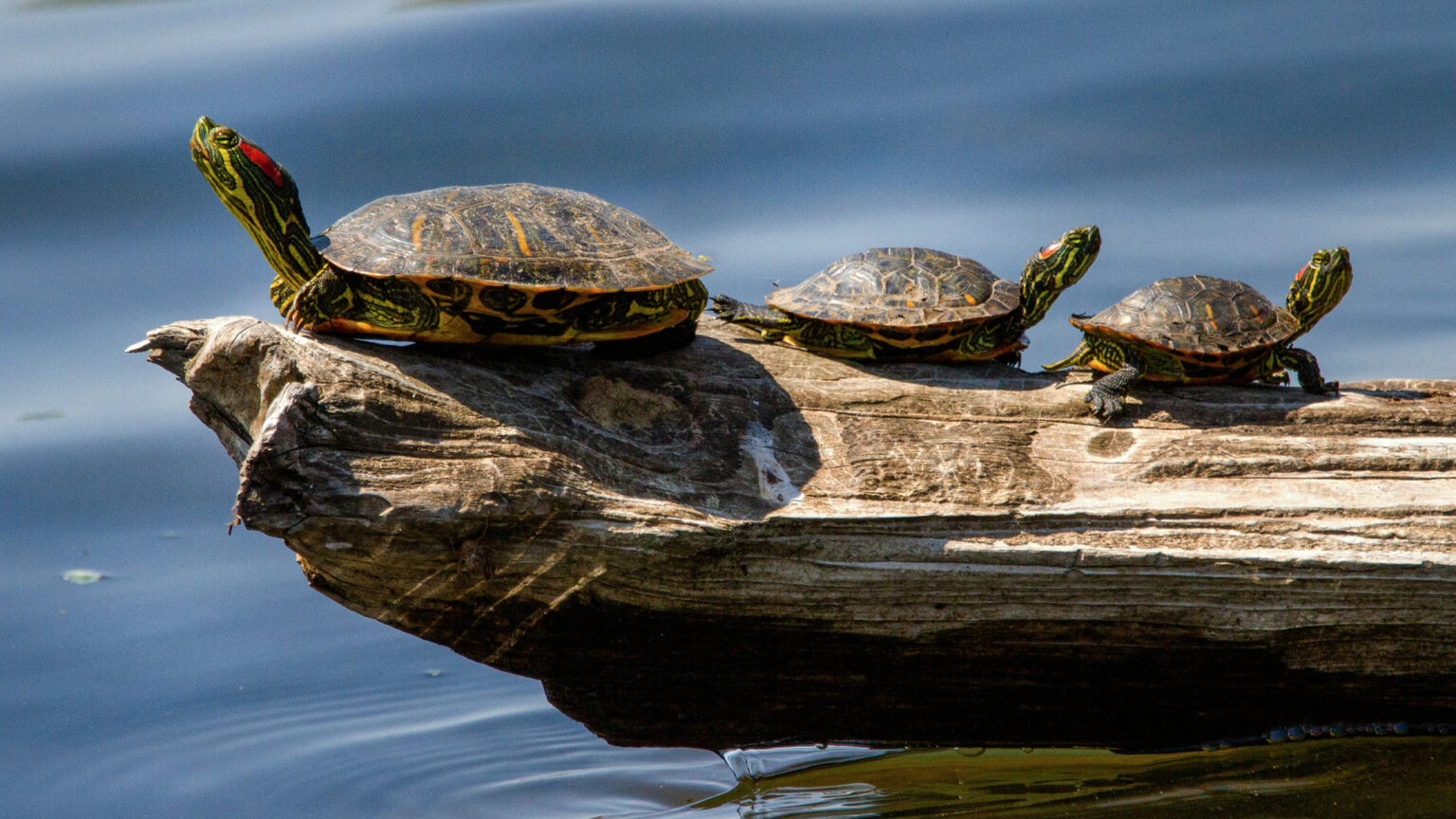 U.S. / Canada Hardwood Lumber Trade | Miller Wood Trade Publications