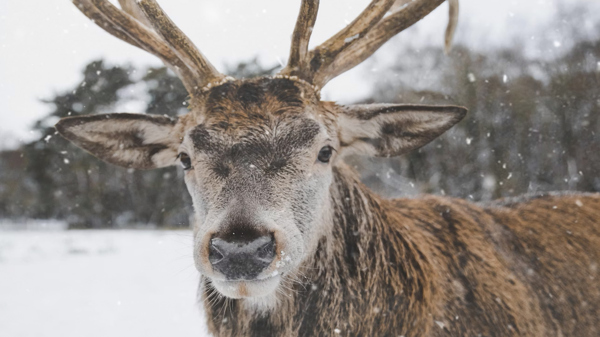 The Future of Lumber, Led by NAWLA | Miller Wood Trade Publications