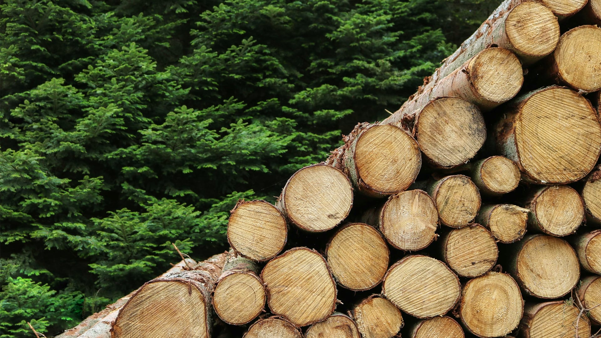 Mitigating Risk For The Hardwood Lumber Fleet Operators – And Their ...