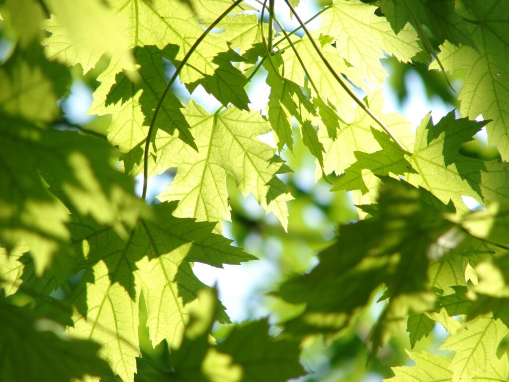 There’s More To HMA Than Meetings And Tours | Miller Wood Trade ...